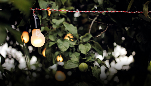 The Garden | Forge Campus